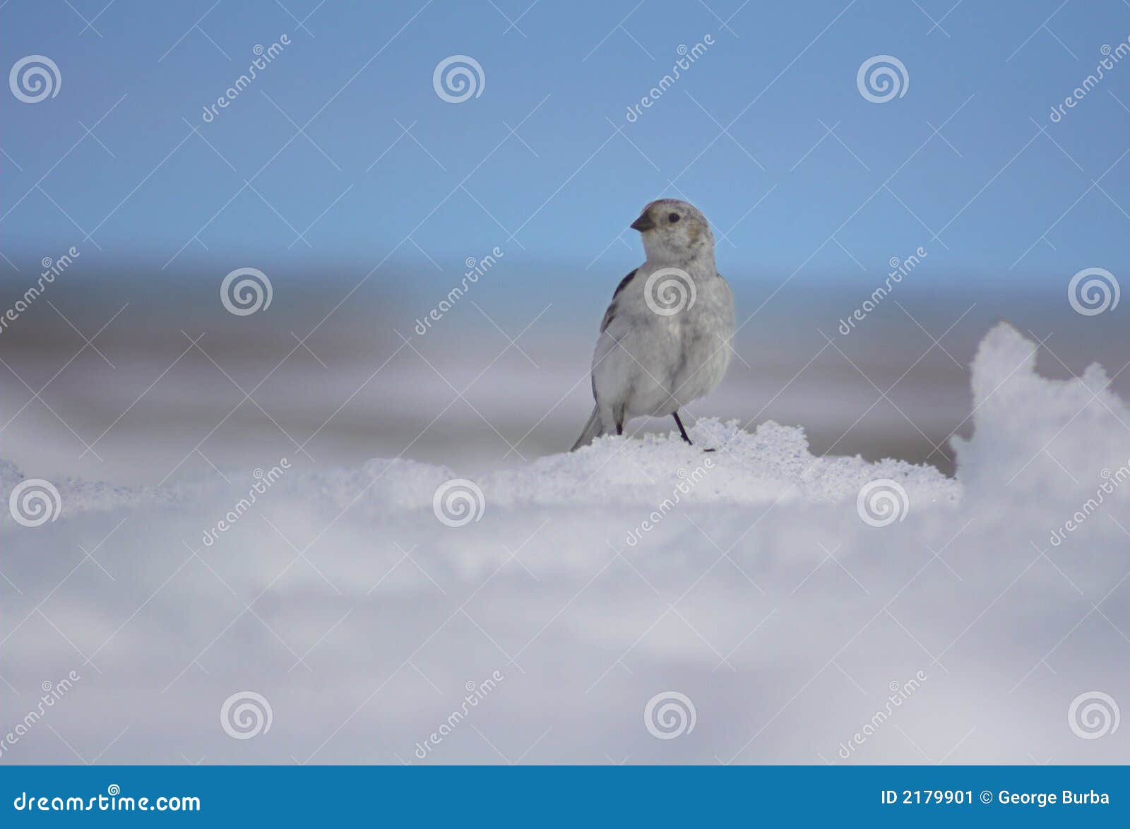 Polar bird stock image. Image of bird, winter, feather - 2179901