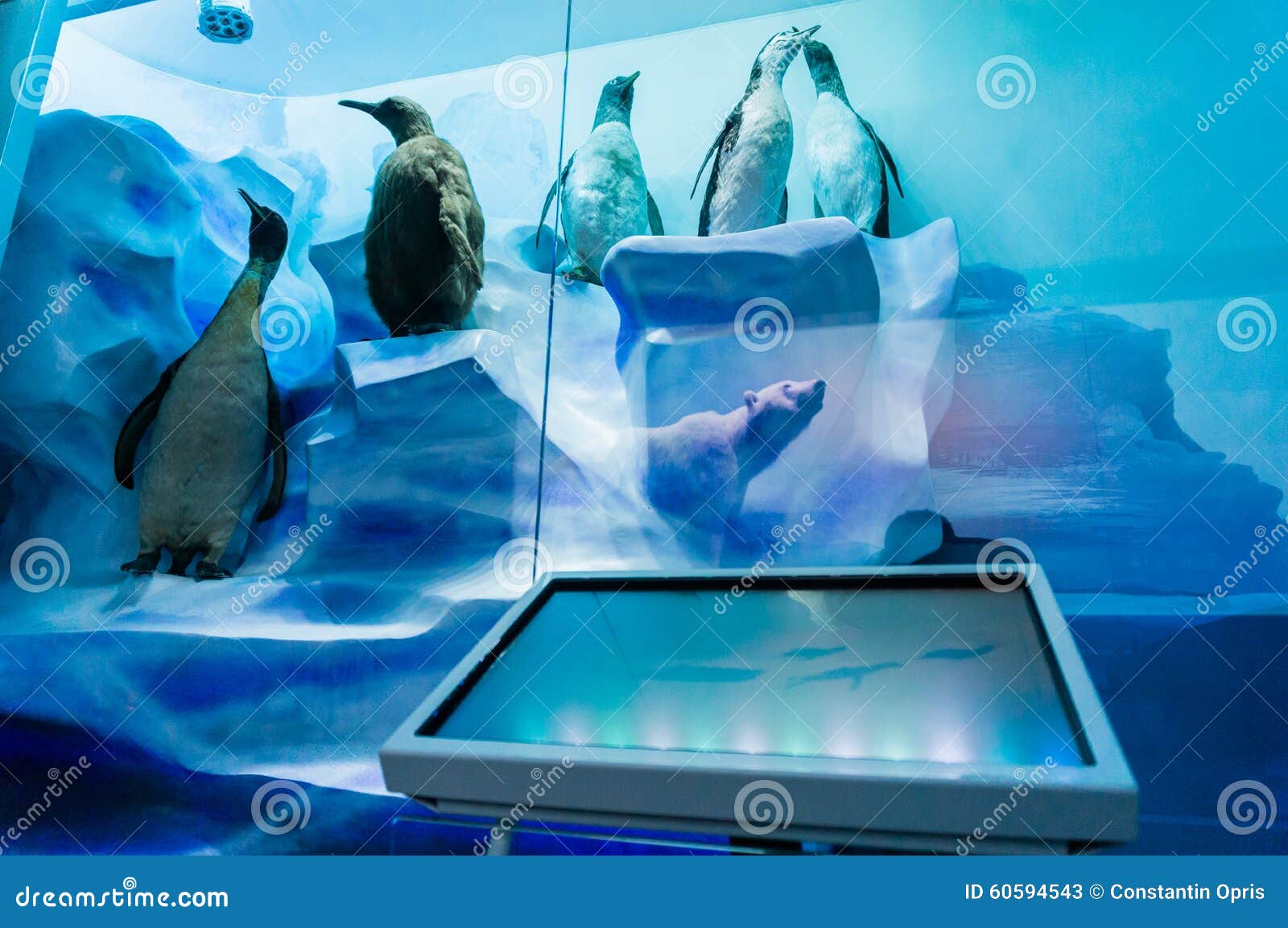 Polar Display in Natural History Museum Editorial Stock Photo - Image ...