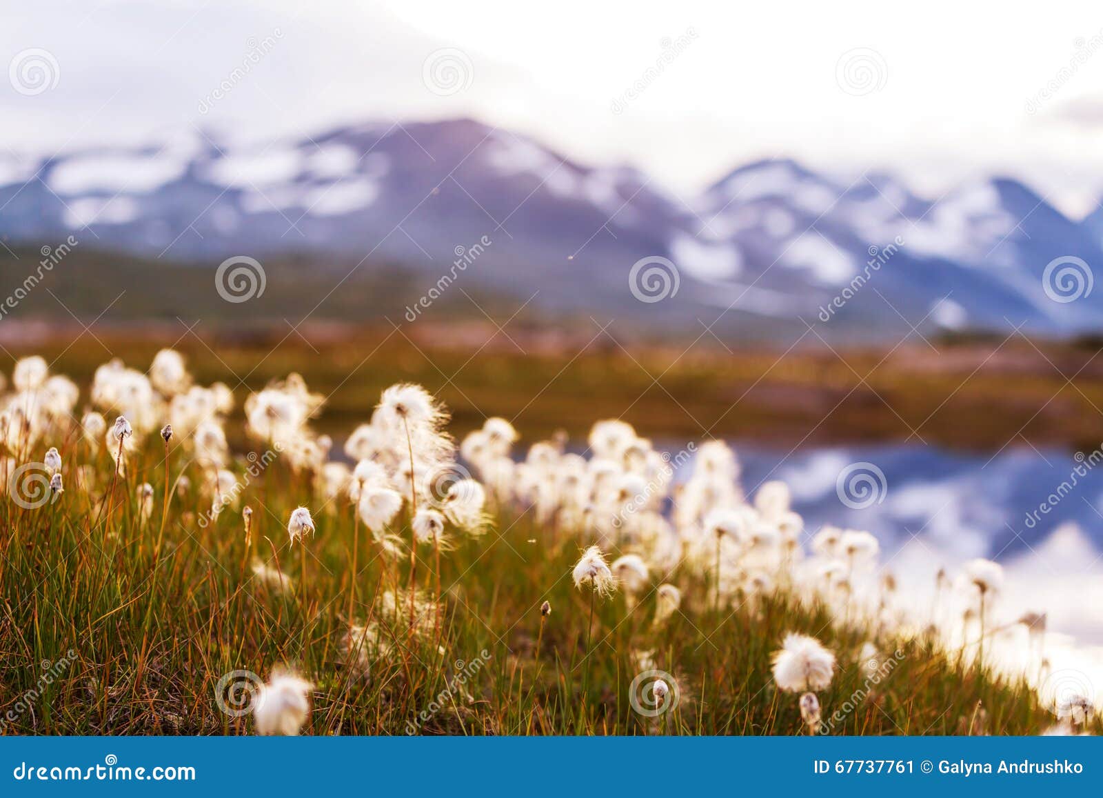 Polar flowers stock image. Image of flores, green, northern - 67737761