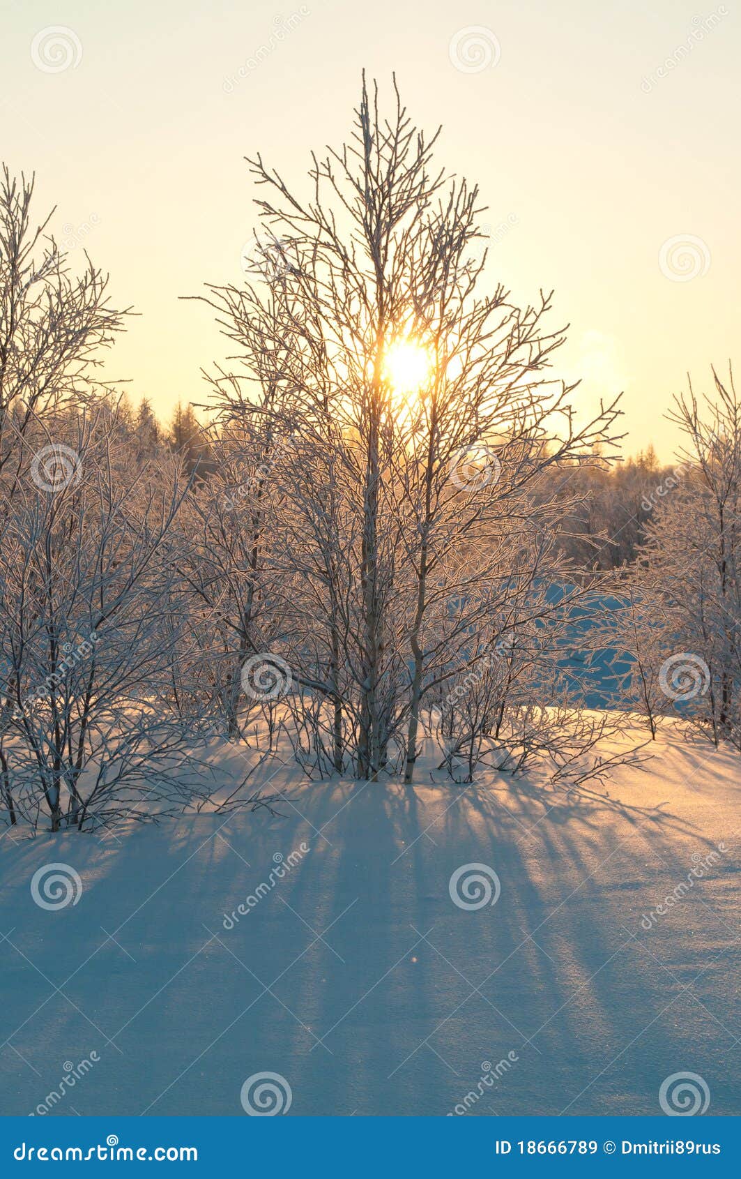 Polar forest stock image. Image of cloud, frozen, branch - 18666789