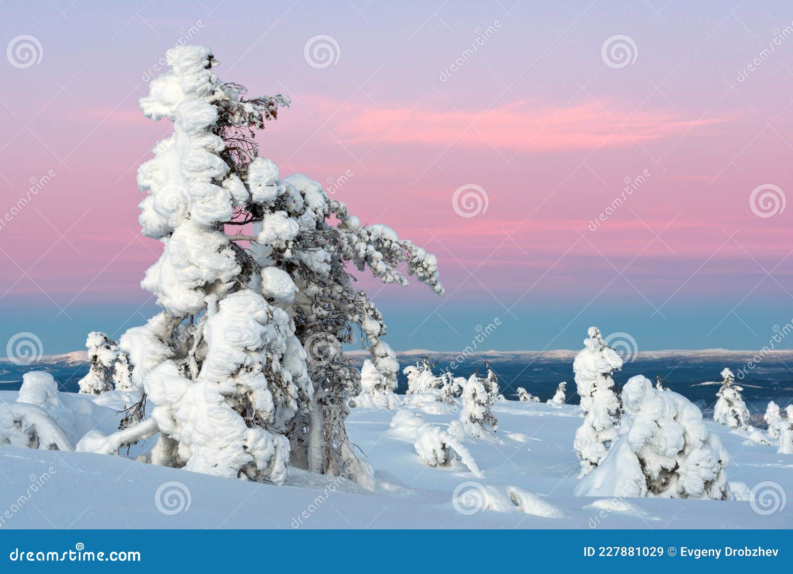 Polar forest under sunset stock image. Image of silence - 227881029