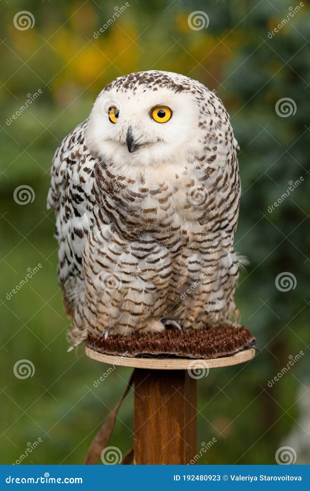 Polar owl sits in summer stock image. Image of portrait - 192480923