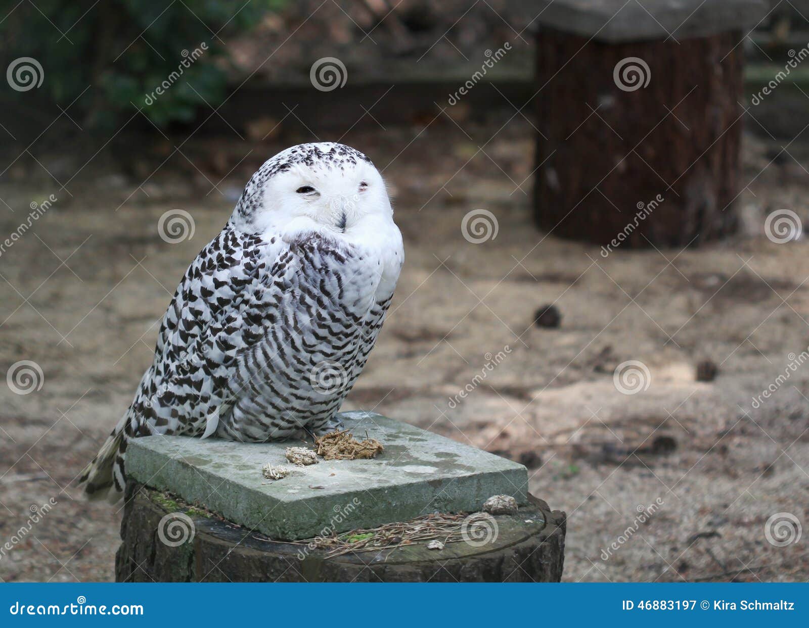 Polar Owl Sitting on the Basement Stock Image - Image of feather, black ...
