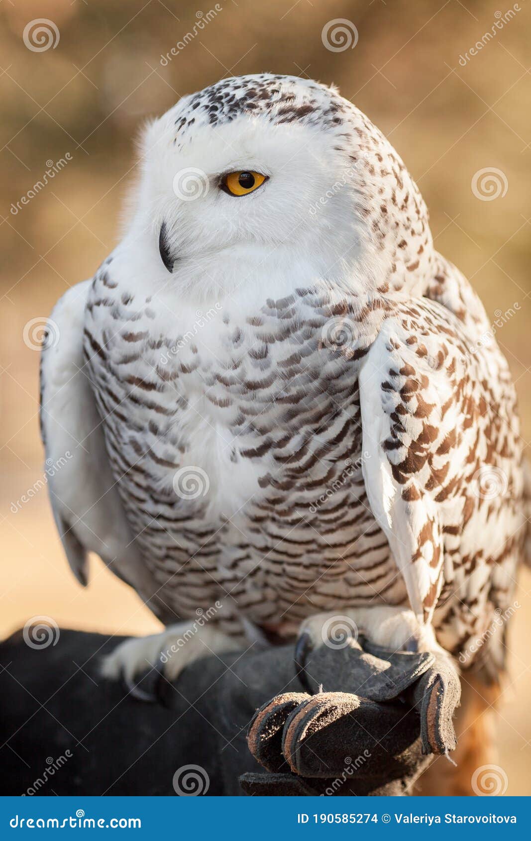 Polar Owl in Yellow Sunset Light Stock Photo - Image of lurk, black ...