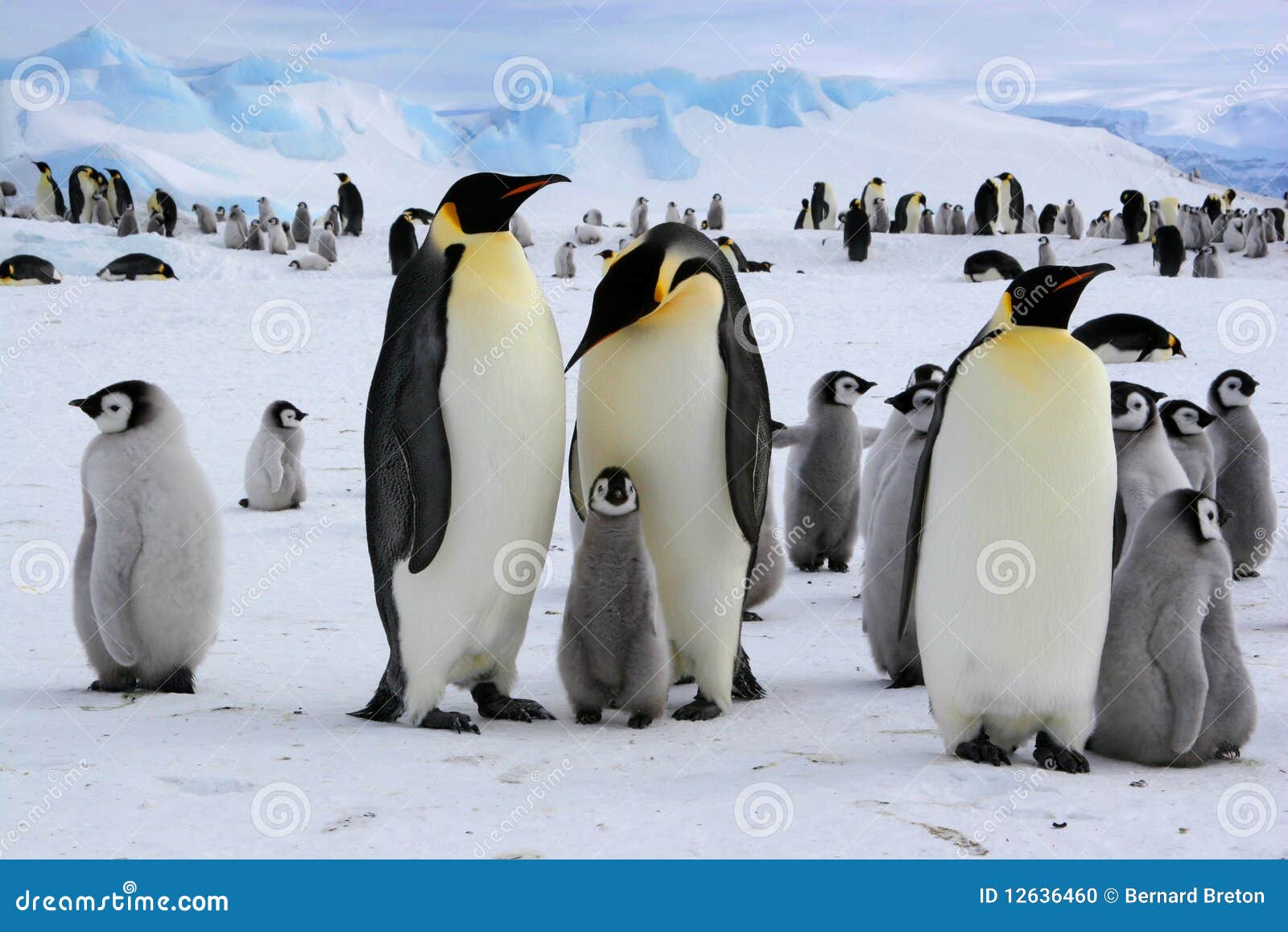Polar scene from Antarctic stock photo. Image of animals - 12636460