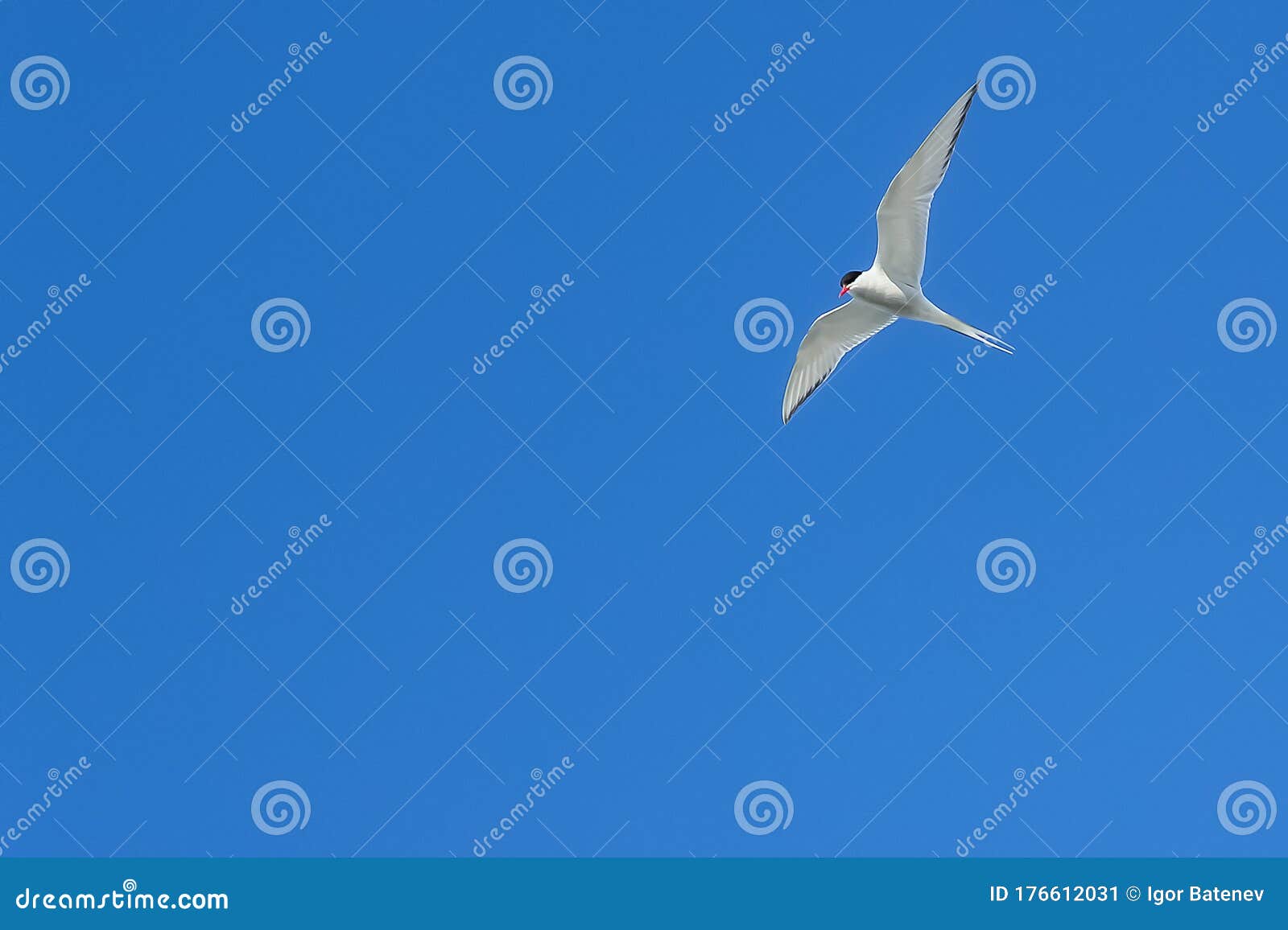 A Polar Tern Floating on the Background of a Blue, Cloudless Sky. Stock ...