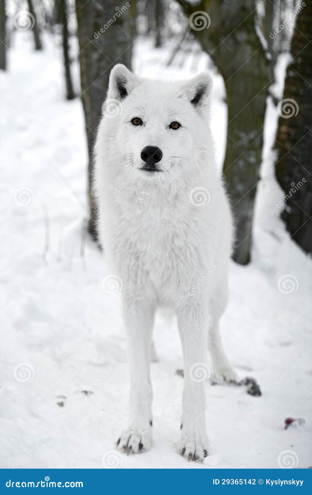 Polar varg arkivfoto. Bild av försiktigt, rovdjur, vild - 29365142