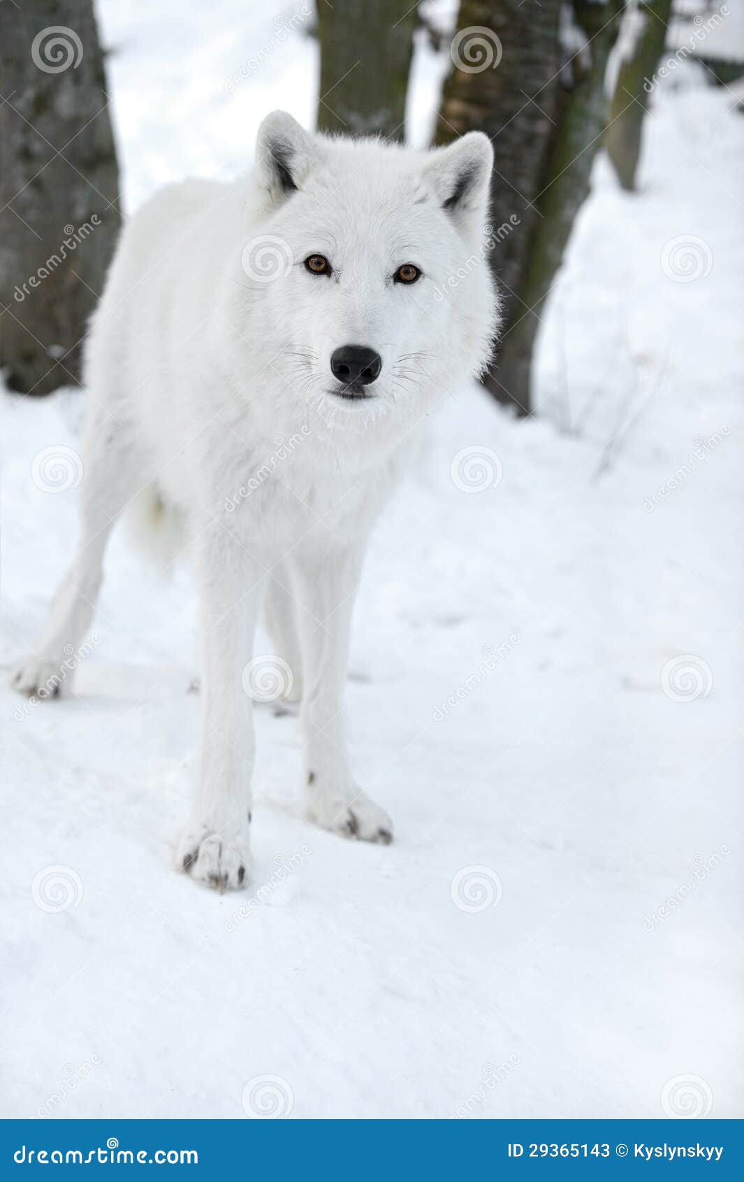 Polar varg fotografering för bildbyråer. Bild av anhydrous - 29365143