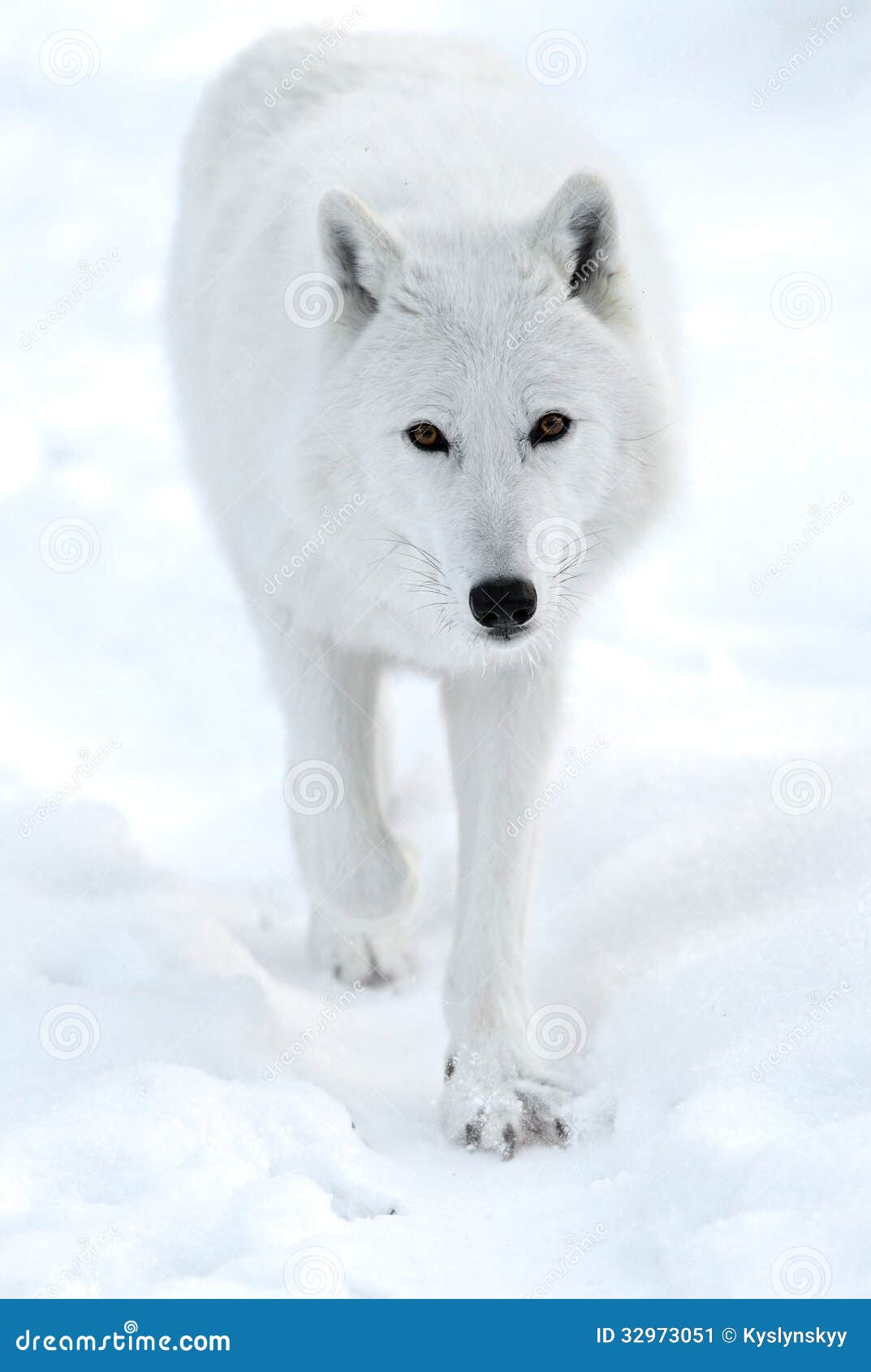 Polar varg fotografering för bildbyråer. Bild av däggdjur - 32973051