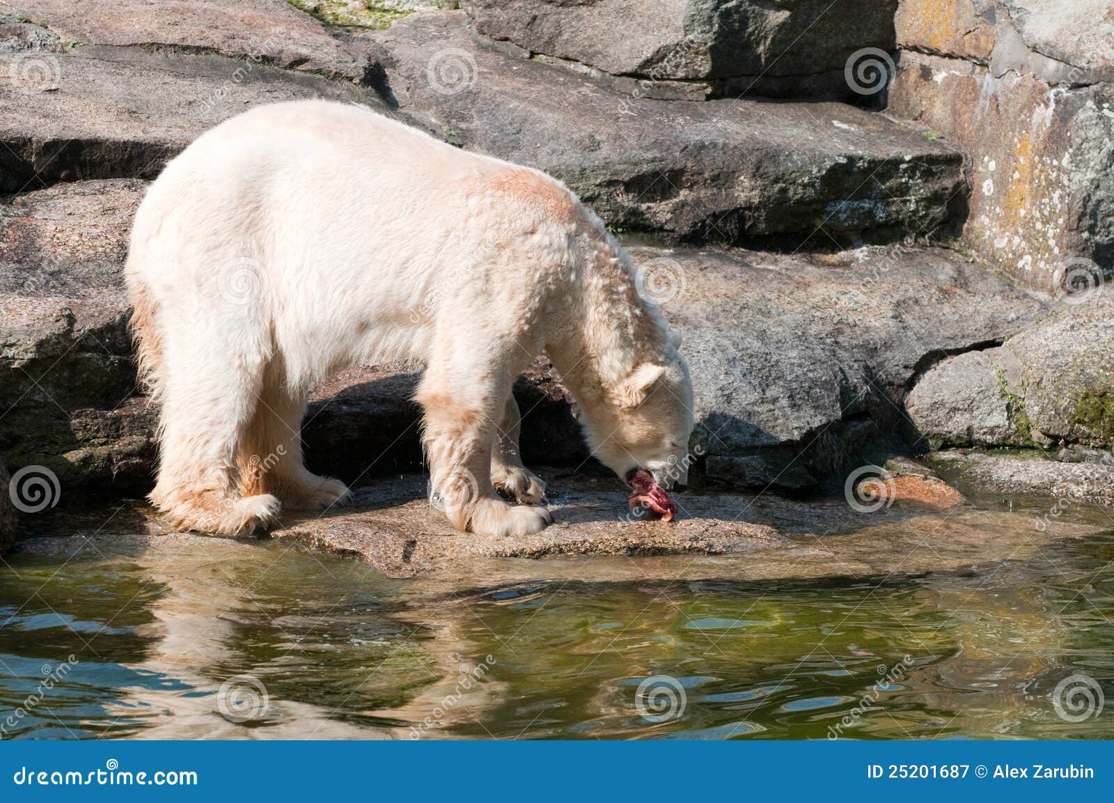Polar white bear eat meat stock image. Image of danger - 25201687