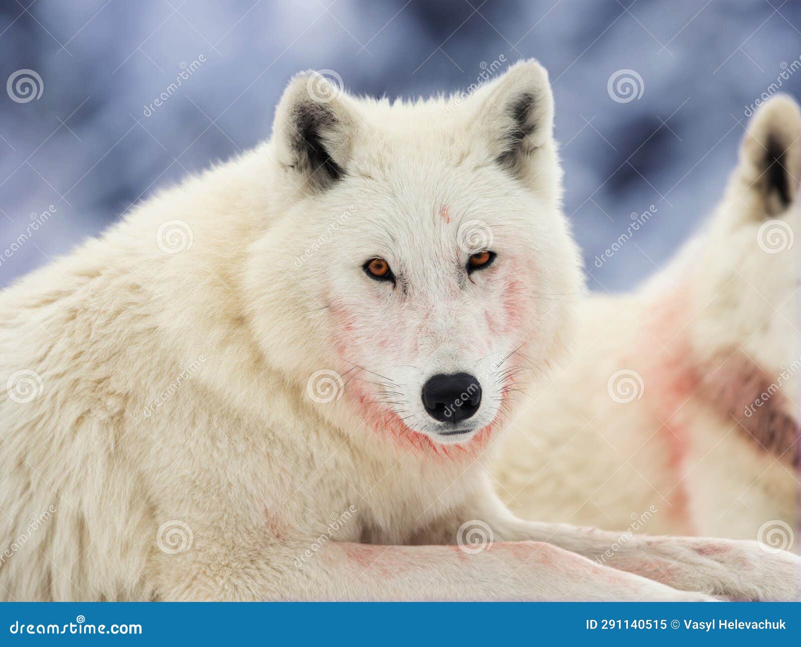 Polar White Wolf after Eating on Gray Background Stock Image - Image of ...