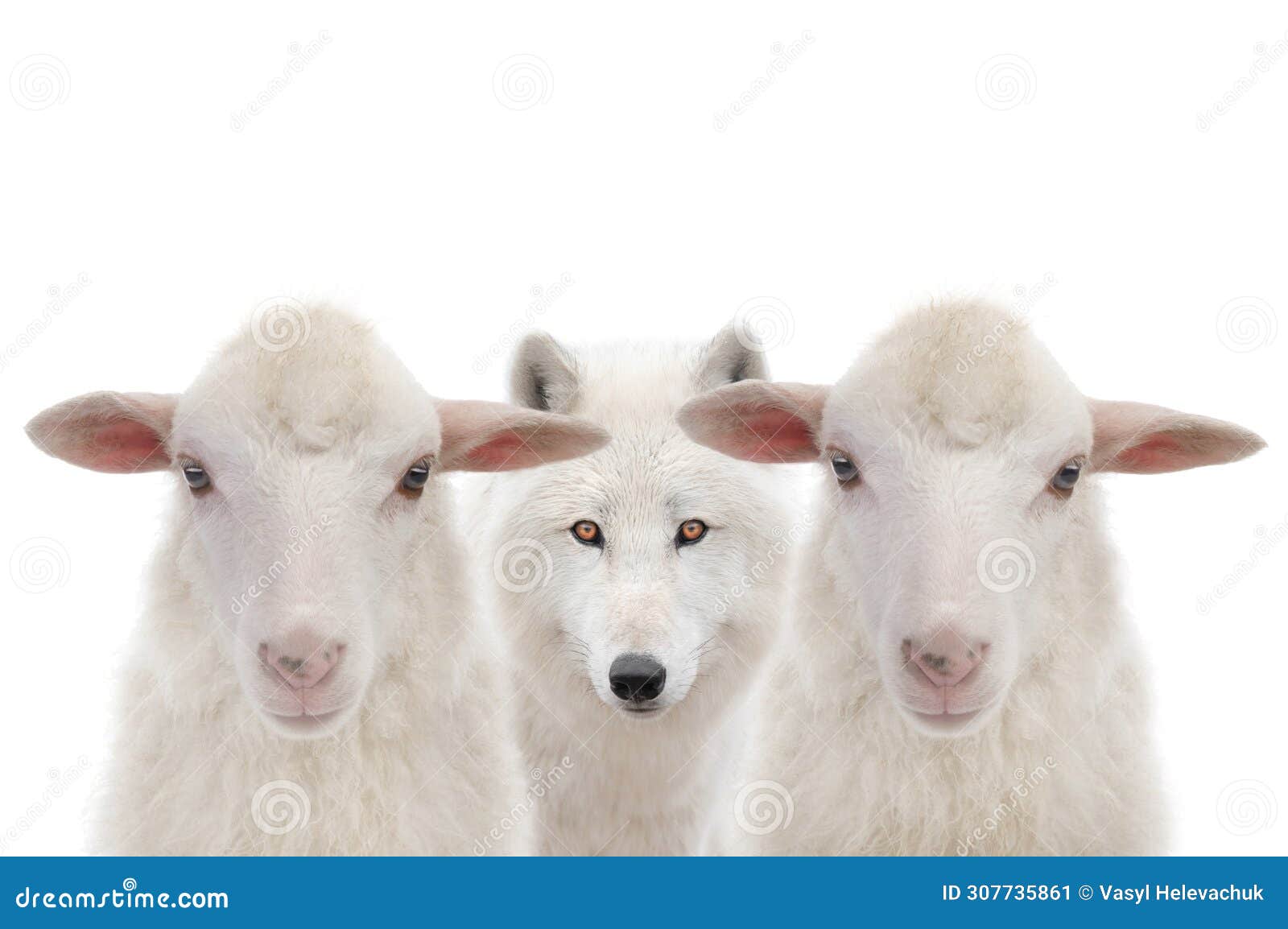 Polar White Wolf and Sheep Isolated on White Background Stock Image ...