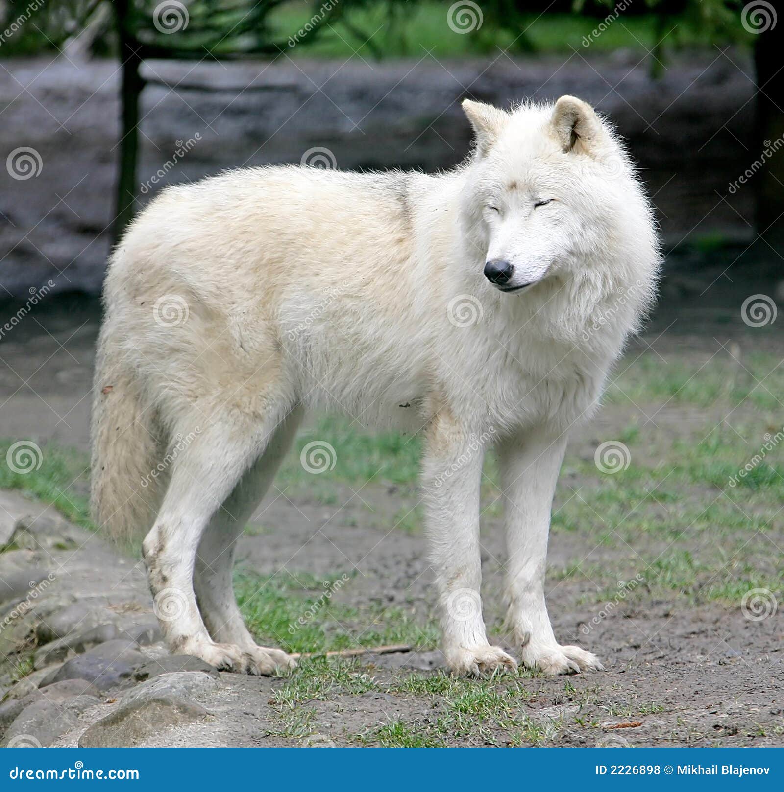 Polar Wolf 1 stock photo. Image of tunbra, nice, predator - 2226898