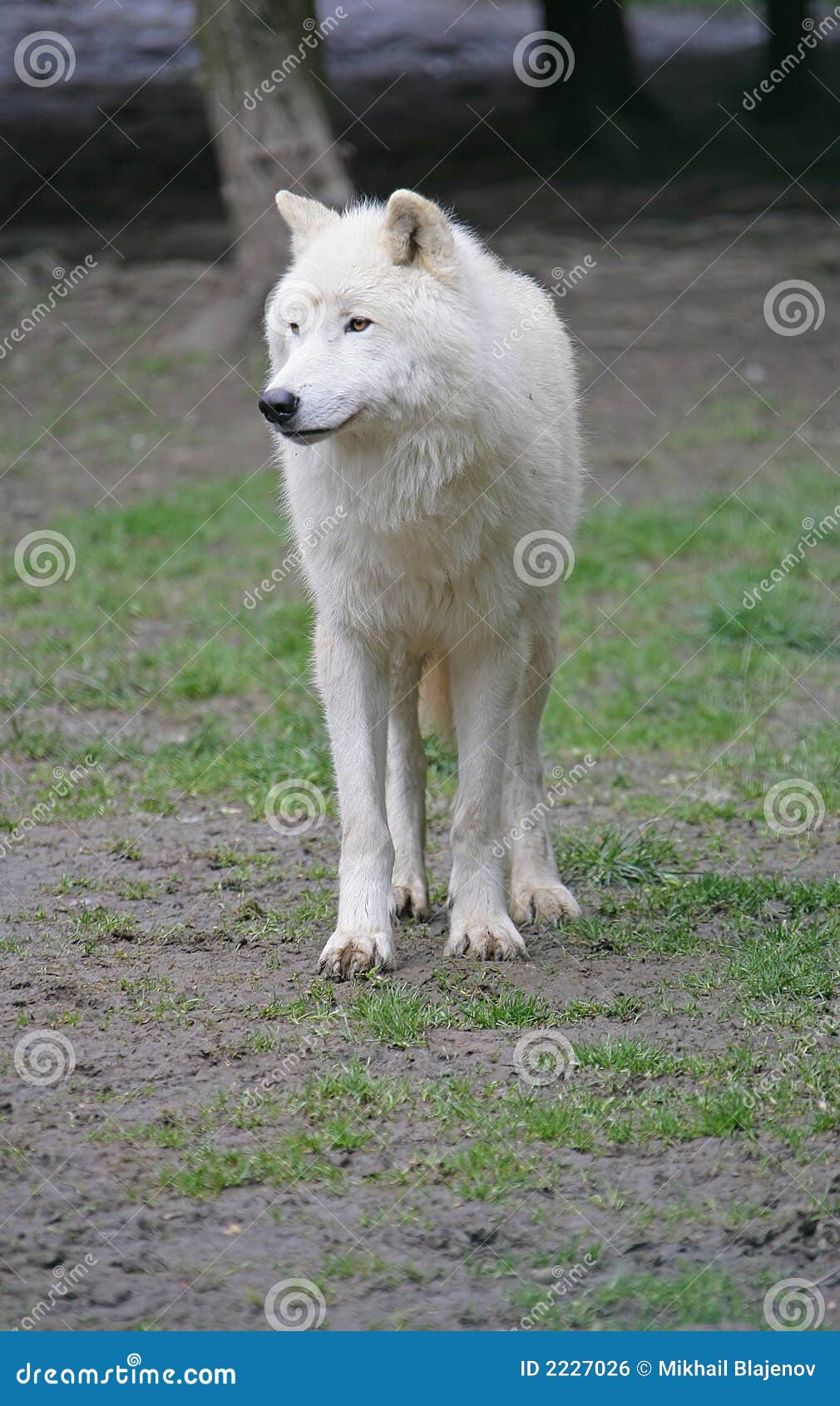 Polar Wolf 2 stock photo. Image of white, jump, polar - 2227026