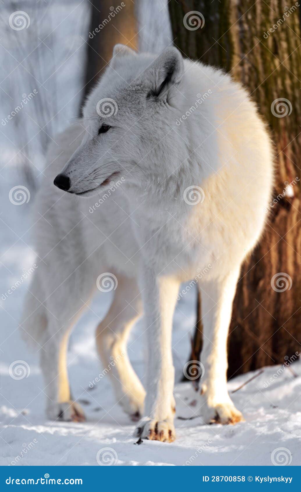 Polar wolf stock photo. Image of nature, wild, frost - 28700858