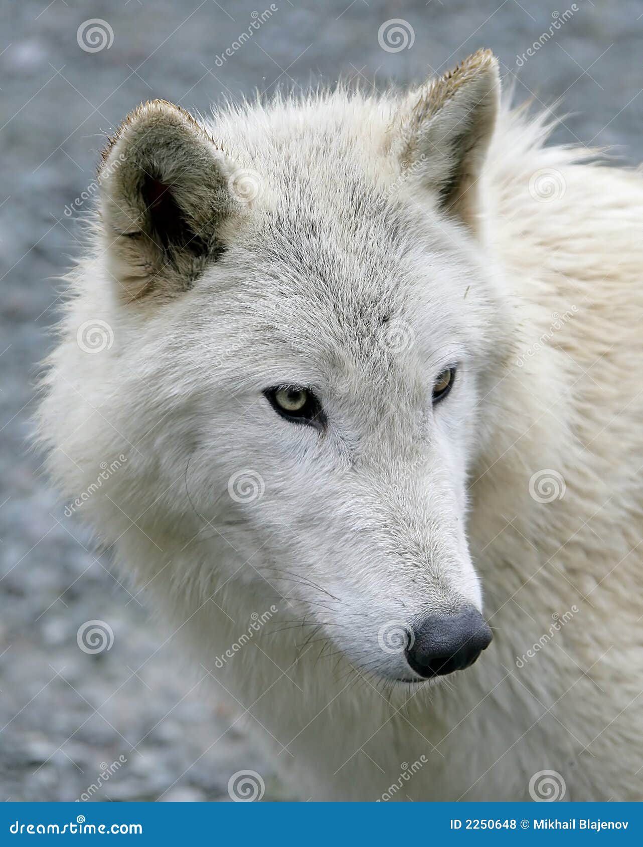 Polar Wolf 4 stock photo. Image of howl, wolf, fang, claw - 2250648