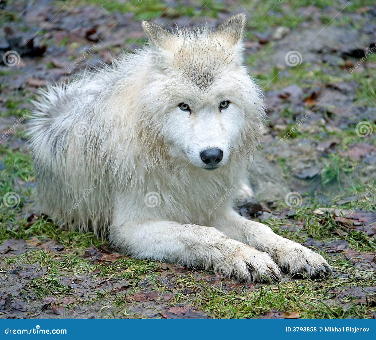 Polar wolf 6 stock photo. Image of polar, predator, north - 3793858