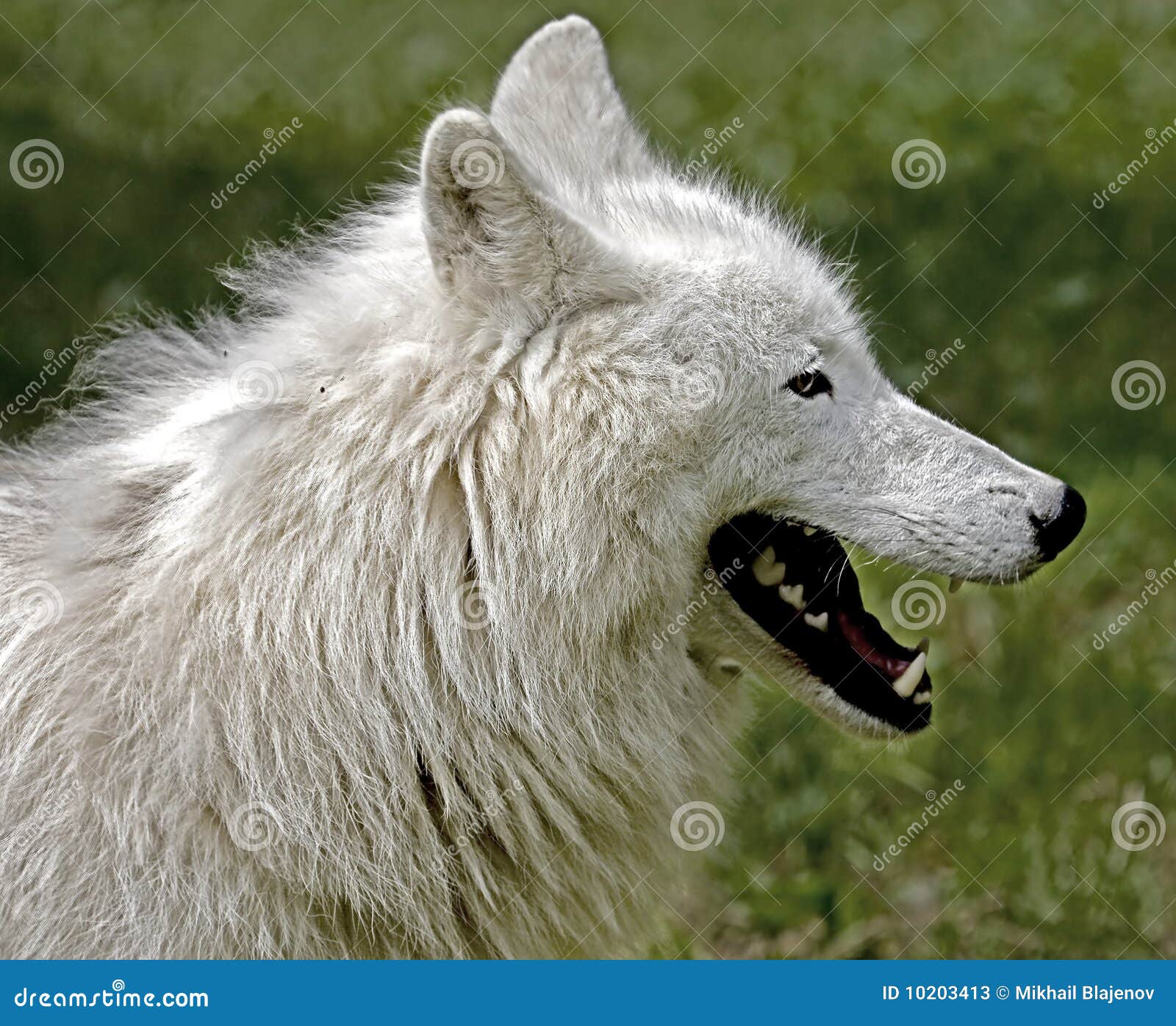 Polar wolf 8 stock image. Image of north, northern, horde - 10203413