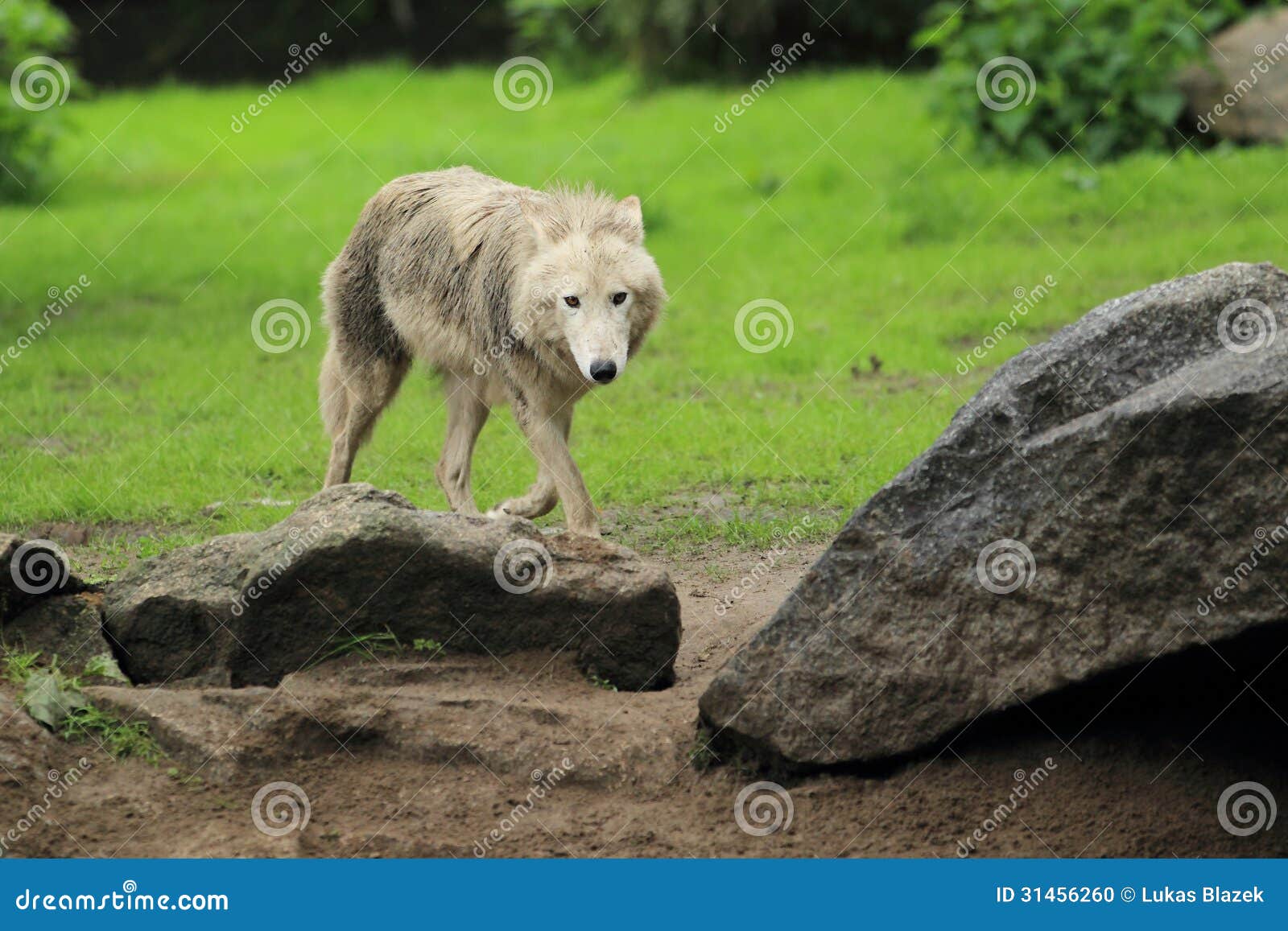 Polar wolf stock photo. Image of animal, adult, detail - 31456260