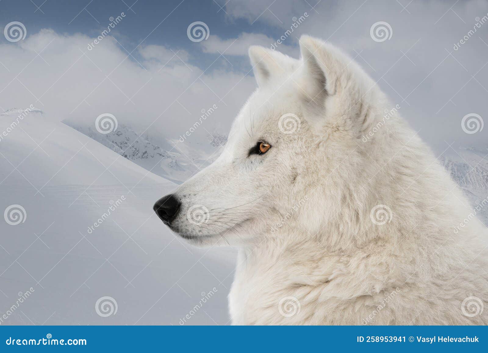 Polar Wolf in the Background of Mountain Landscape Stock Image - Image ...