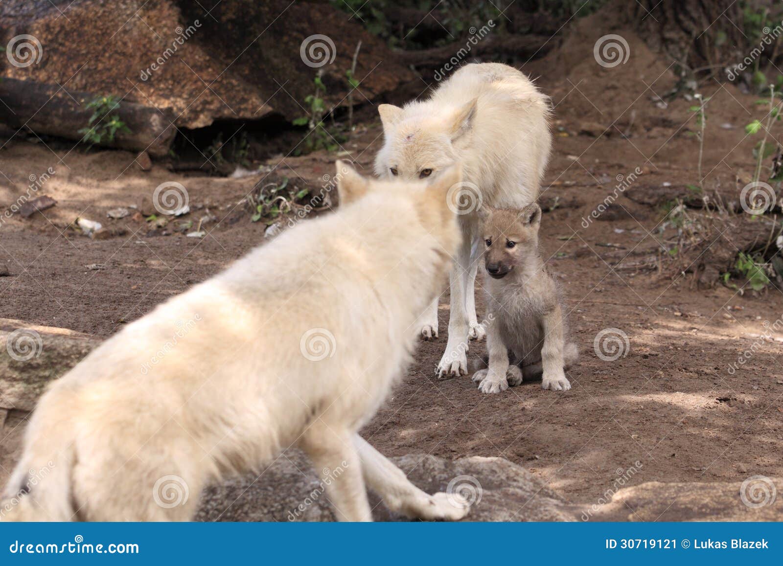 Polar wolf stock image. Image of animal, family, arctic - 30719121