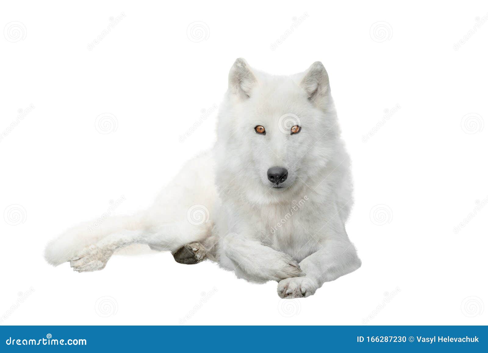 Polar Wolf Isolated on White Stock Photo - Image of natural, high ...