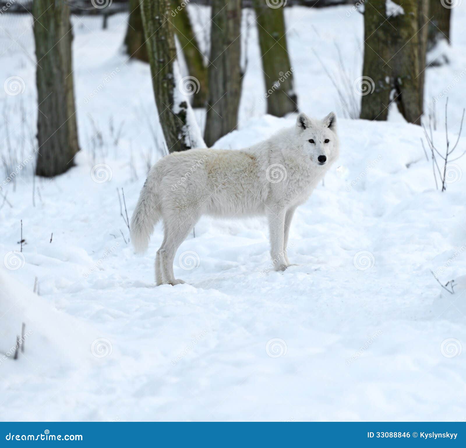 Polar wolf stock photo. Image of animal, cautious, platoyadnye - 33088846