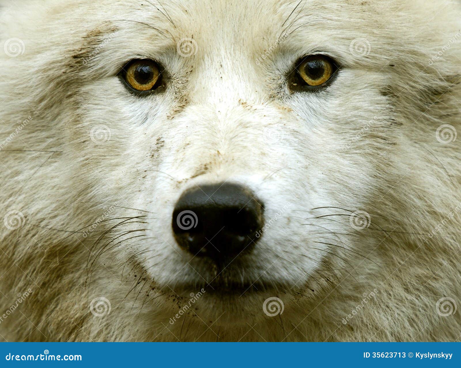 Polar wolf stock image. Image of cautious, wilderness - 35623713