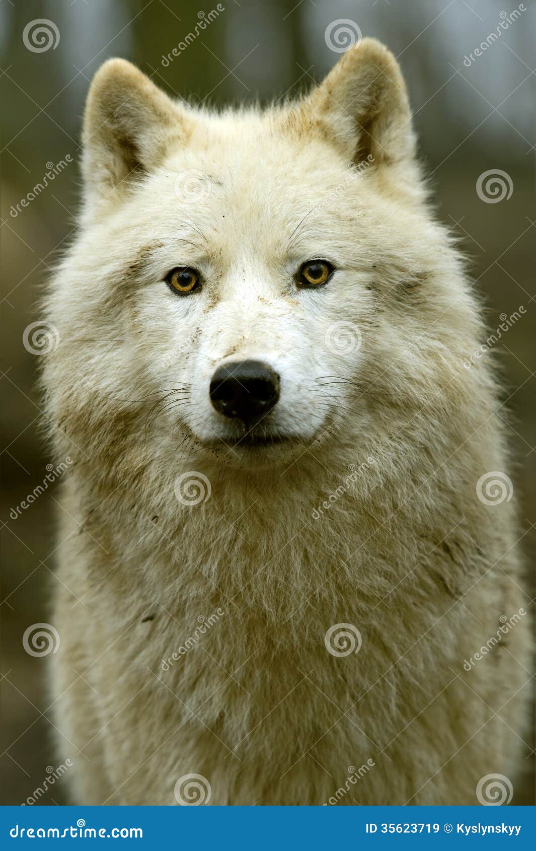 Polar wolf stock image. Image of north, attentive, white - 35623719