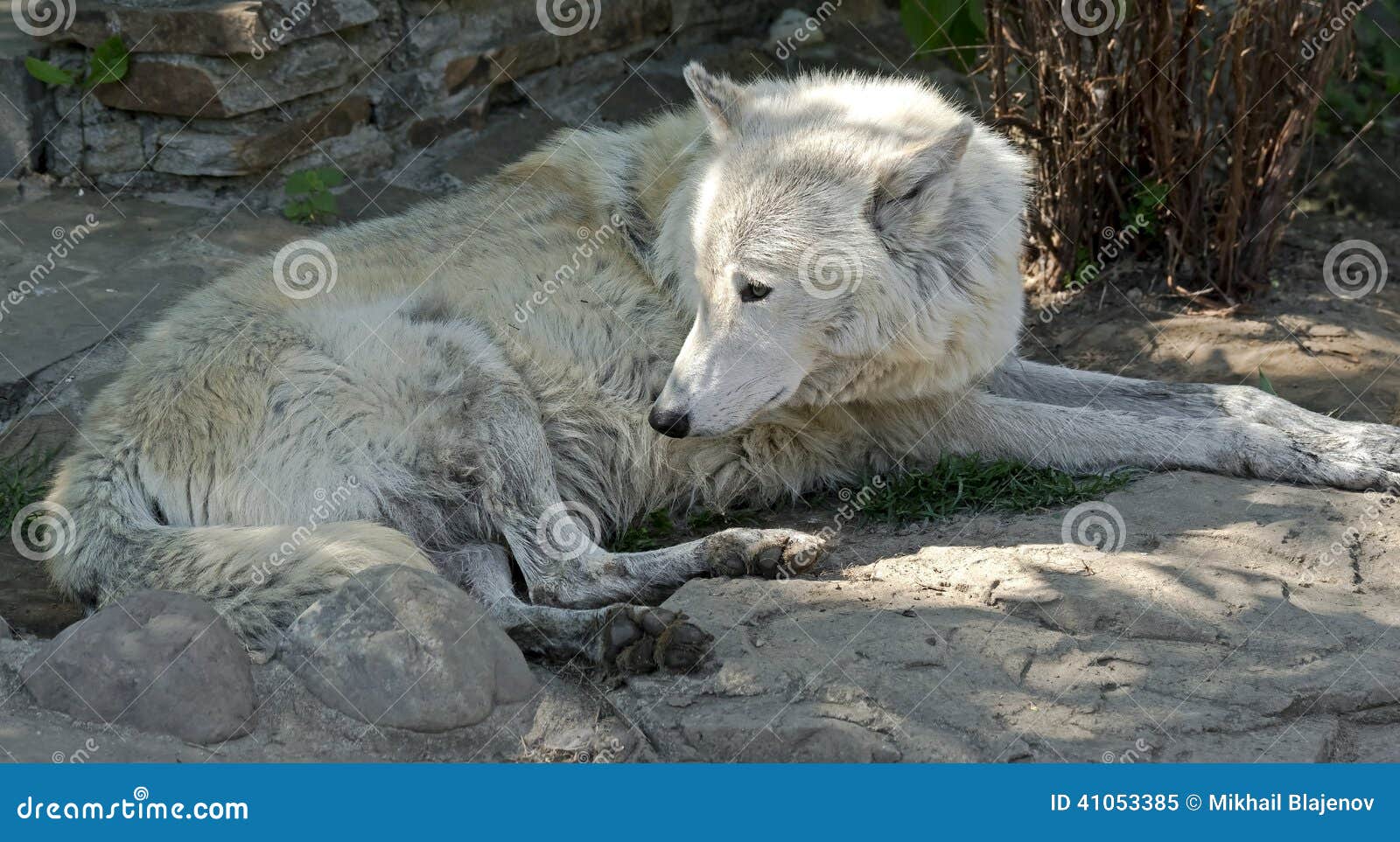 Polar wolf 11 stock image. Image of ecology, view, portrait - 41053385