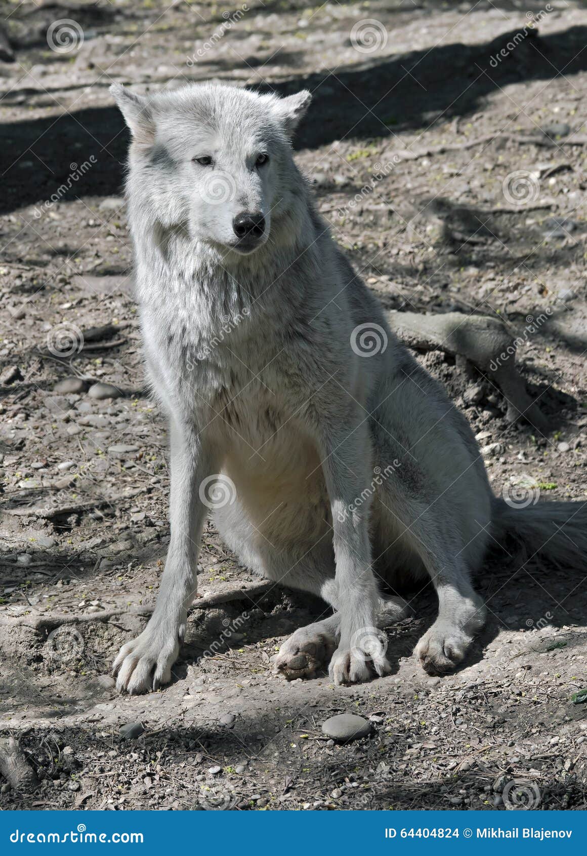 Polar wolf 15 stock photo. Image of north, wolf, nature - 64404824