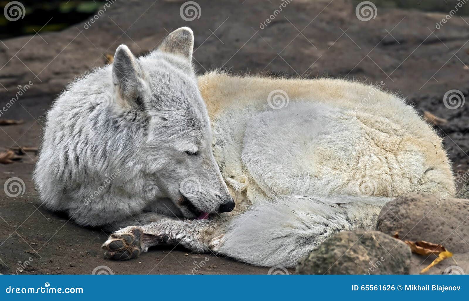 Polar wolf 17 stock photo. Image of north, white, zoology - 65561626