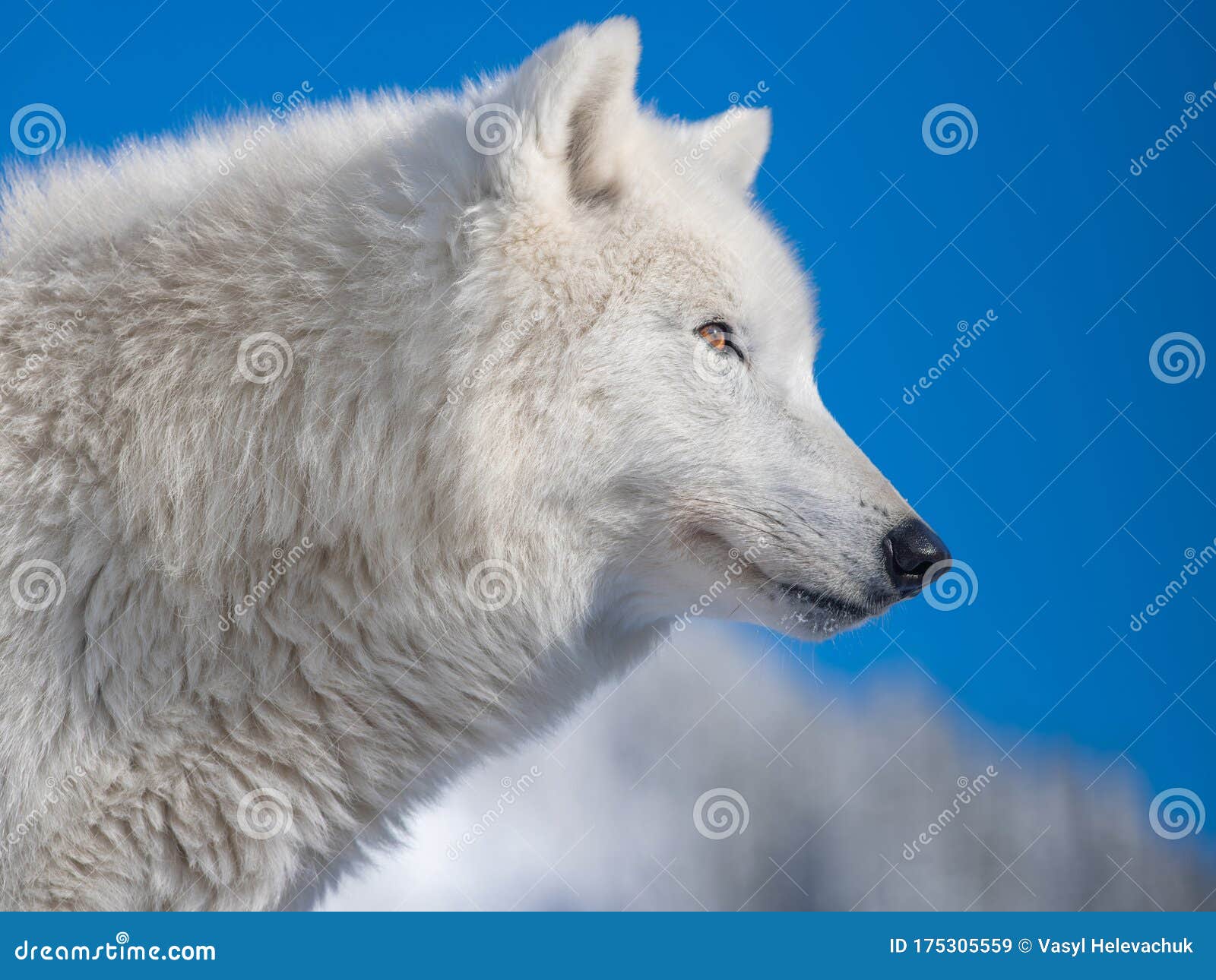Polar Wolf Portrait on Sky Background Stock Image - Image of blue ...