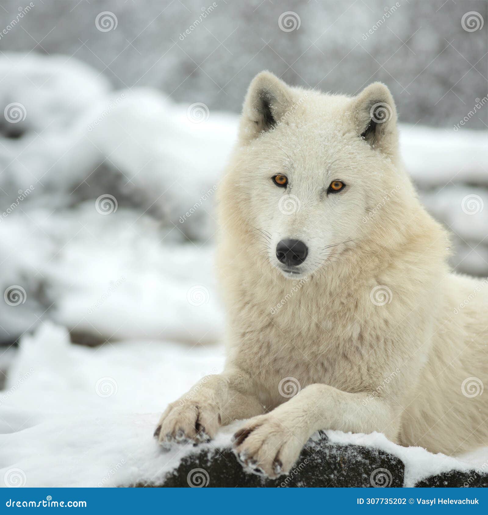 Polar Wolf Sitting Against Backdrop of a Snowy Forest Stock Photo ...