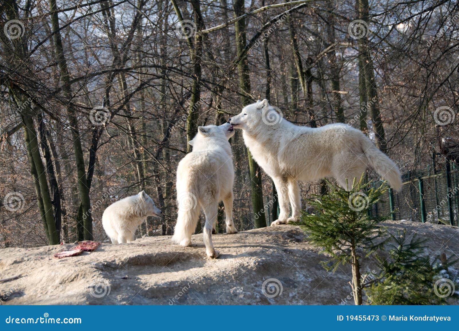 Polar wolves stock image. Image of adult, happy, caucasian - 19455473