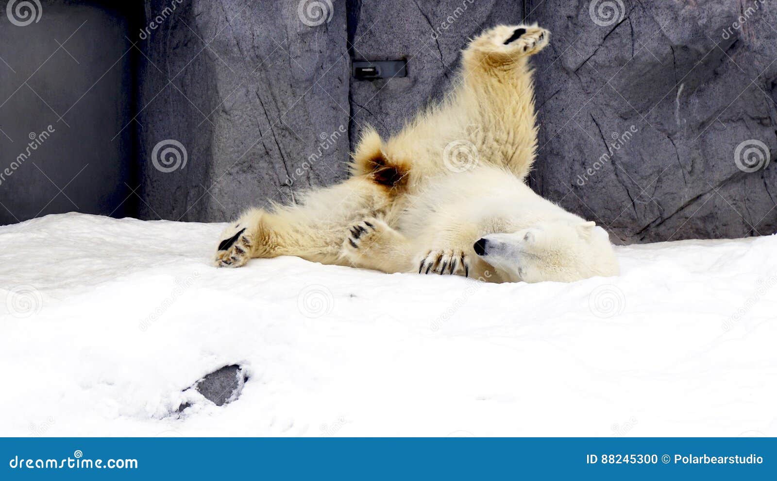 6,052 Animal Sleep Winter Stock Photos - Free & Royalty-Free Stock ...