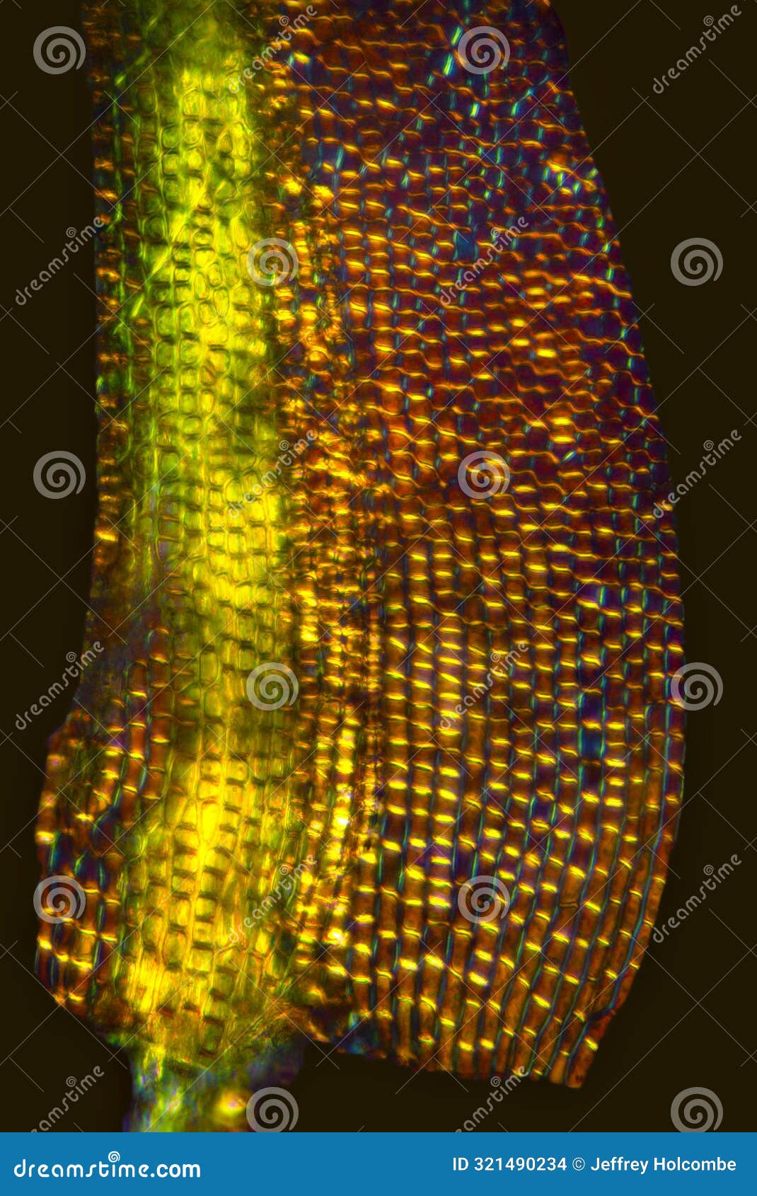 Abstract Micrograph of a Moss Leaf, with Polarization Stock Photo ...