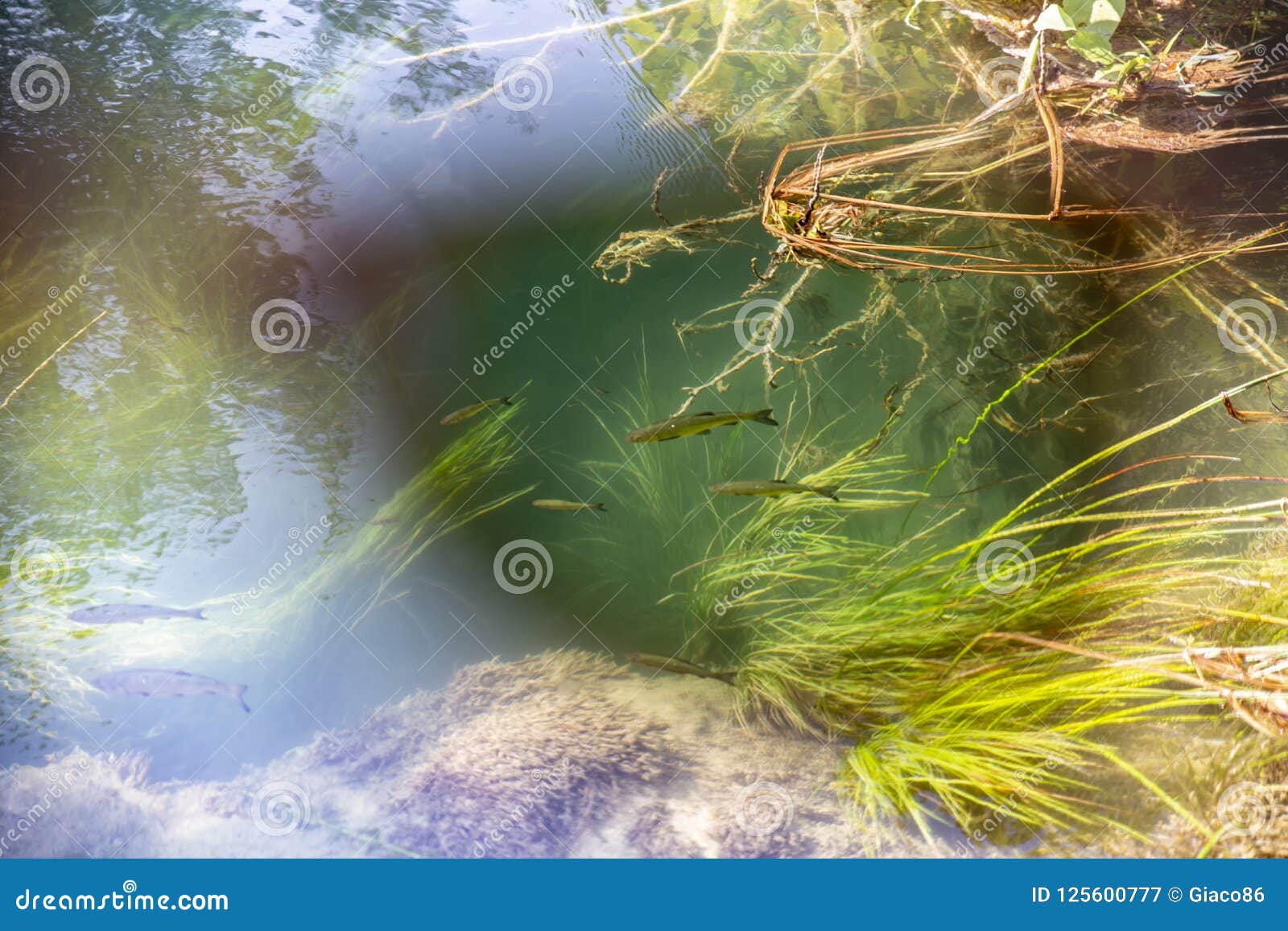 View Of Fish In A Freshwater Pool Stock Photography | CartoonDealer.com ...