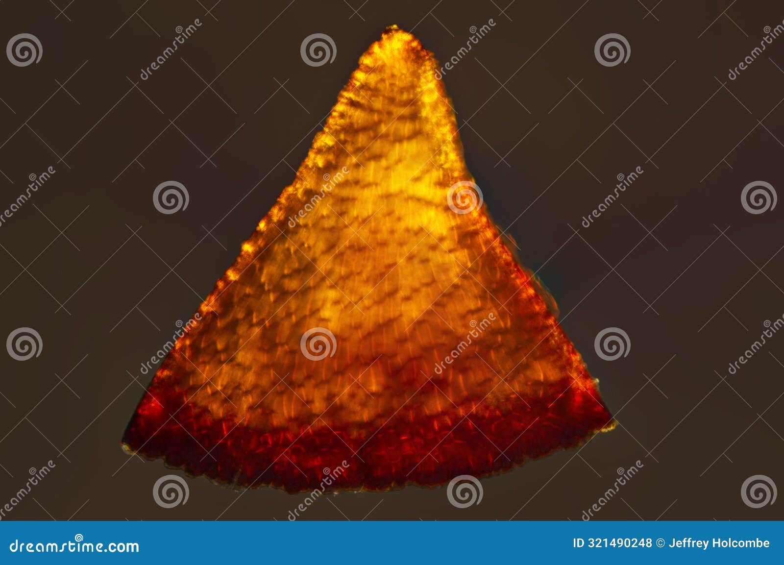 Polarized Light Micrograph of a Moss Operculum Stock Photo - Image of ...