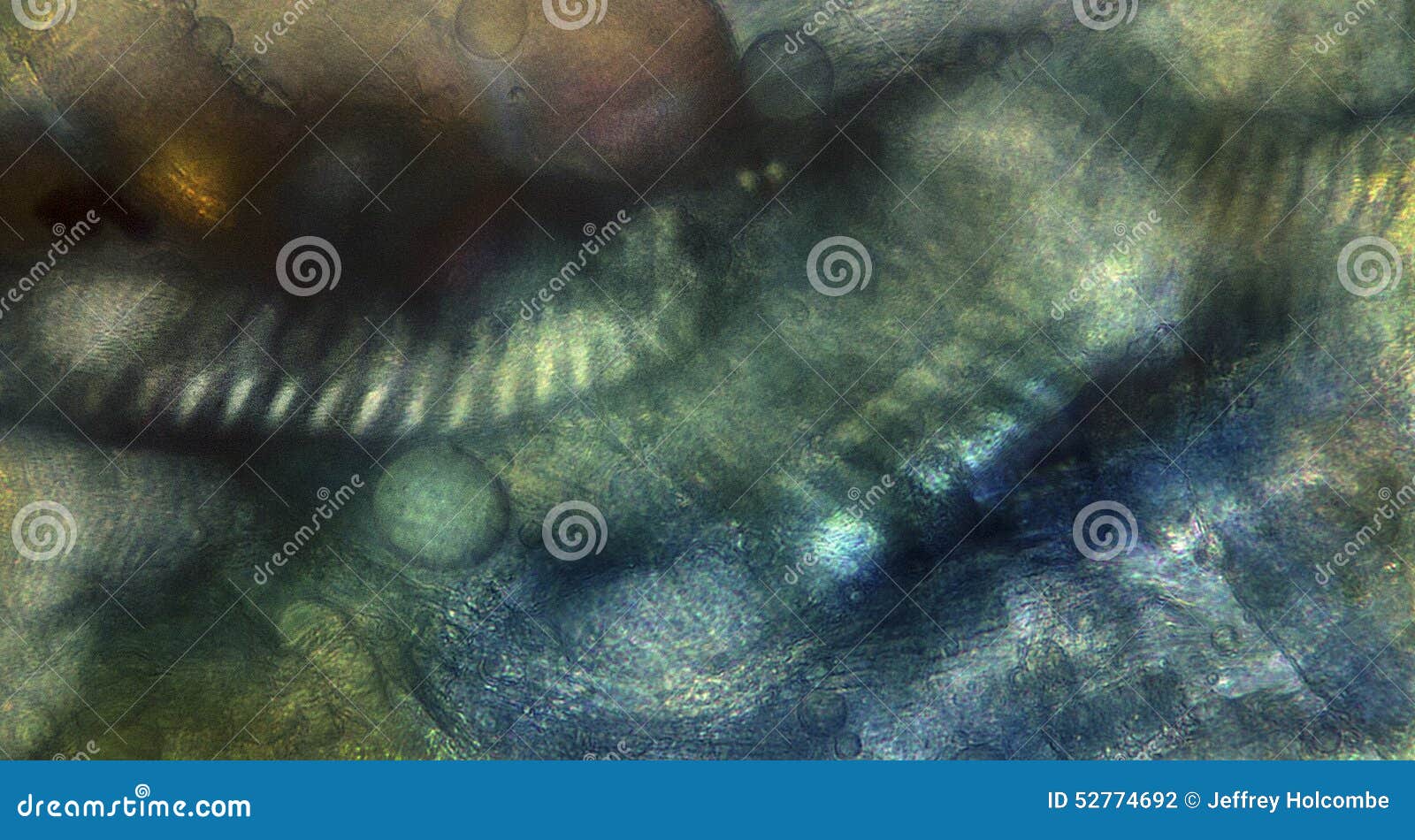 Polarizing, Abstract Micrograph of Muscle from a Bumble Bee. Stock ...