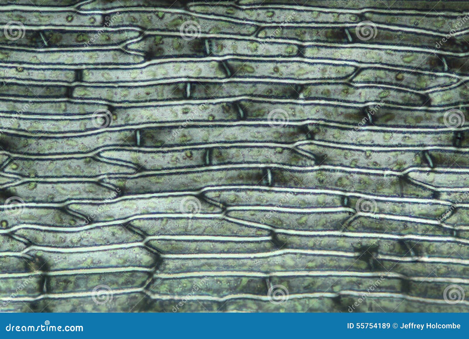 Leaf Cells Under Microscope. Royalty-Free Stock Photo | CartoonDealer ...