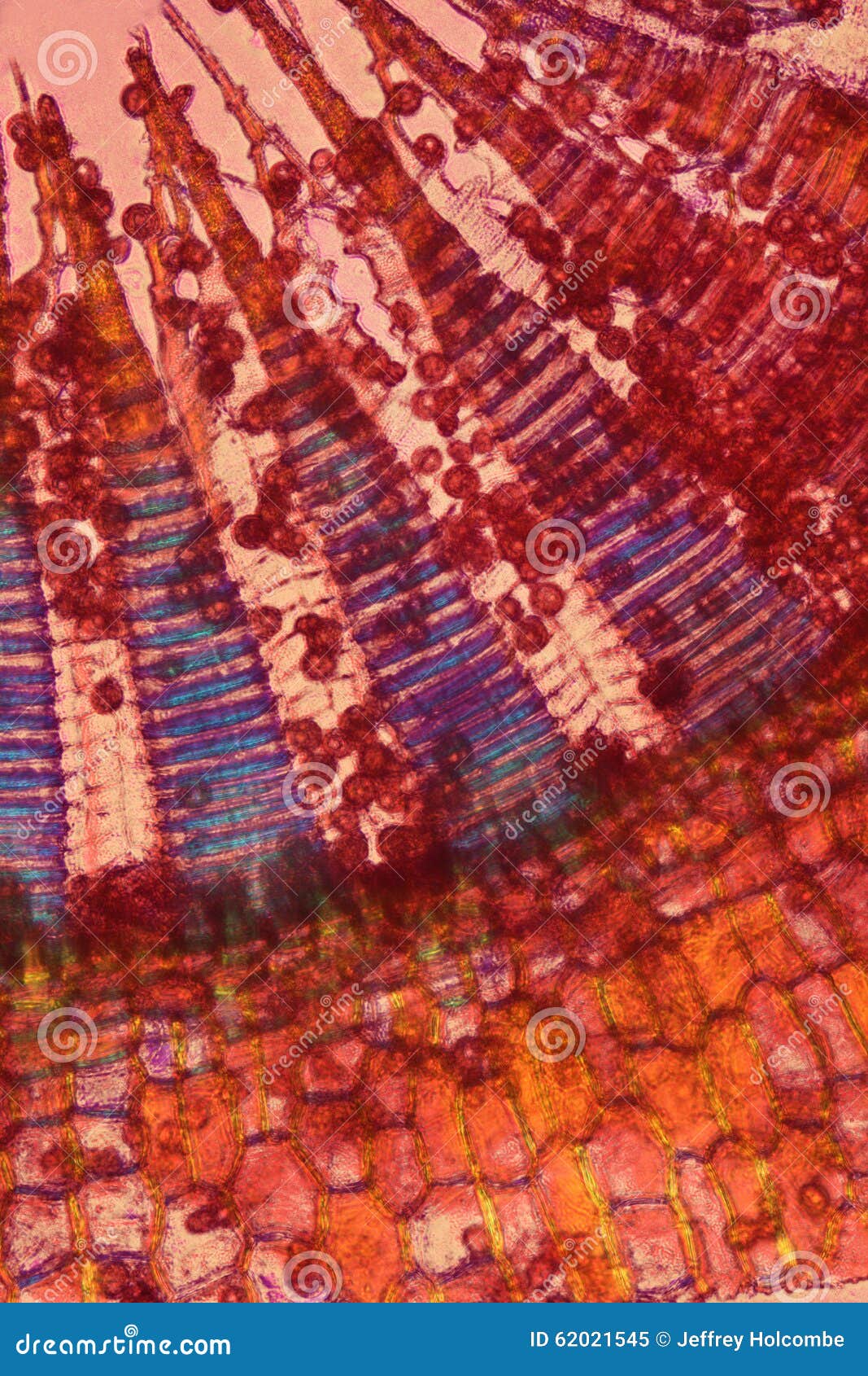 Polarizing Micrograph of Peristome Teeth in the Pohlia Moss. Stock ...