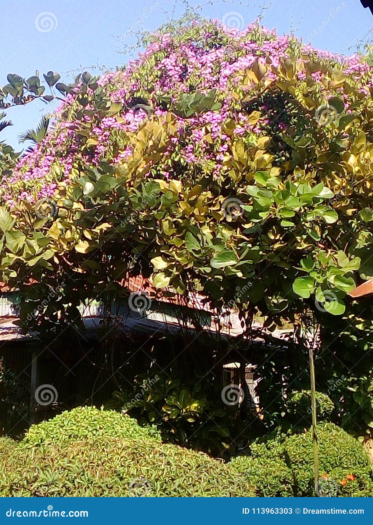 Polas Tree Stock Photos - Free & Royalty-Free Stock Photos from Dreamstime