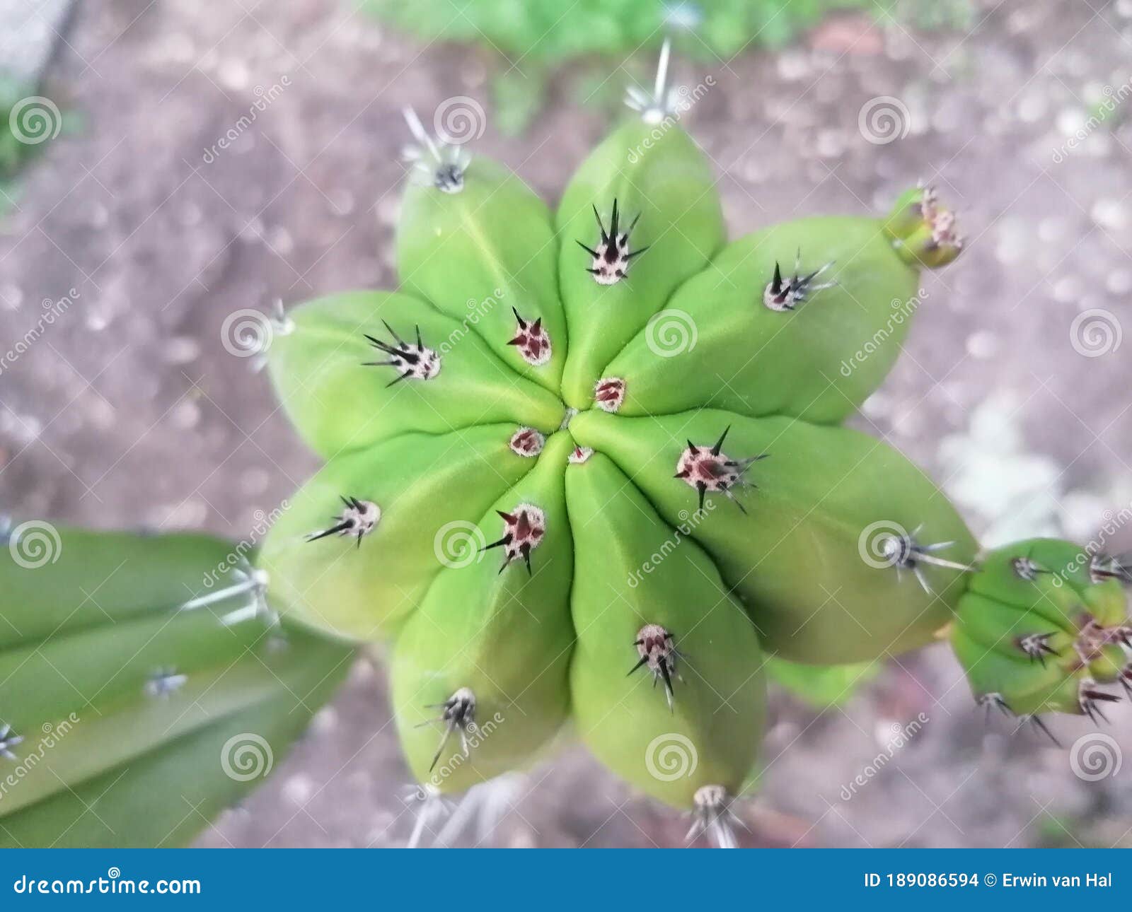 Polaskia chichipe cactus stock photo. Image of flower - 189086594