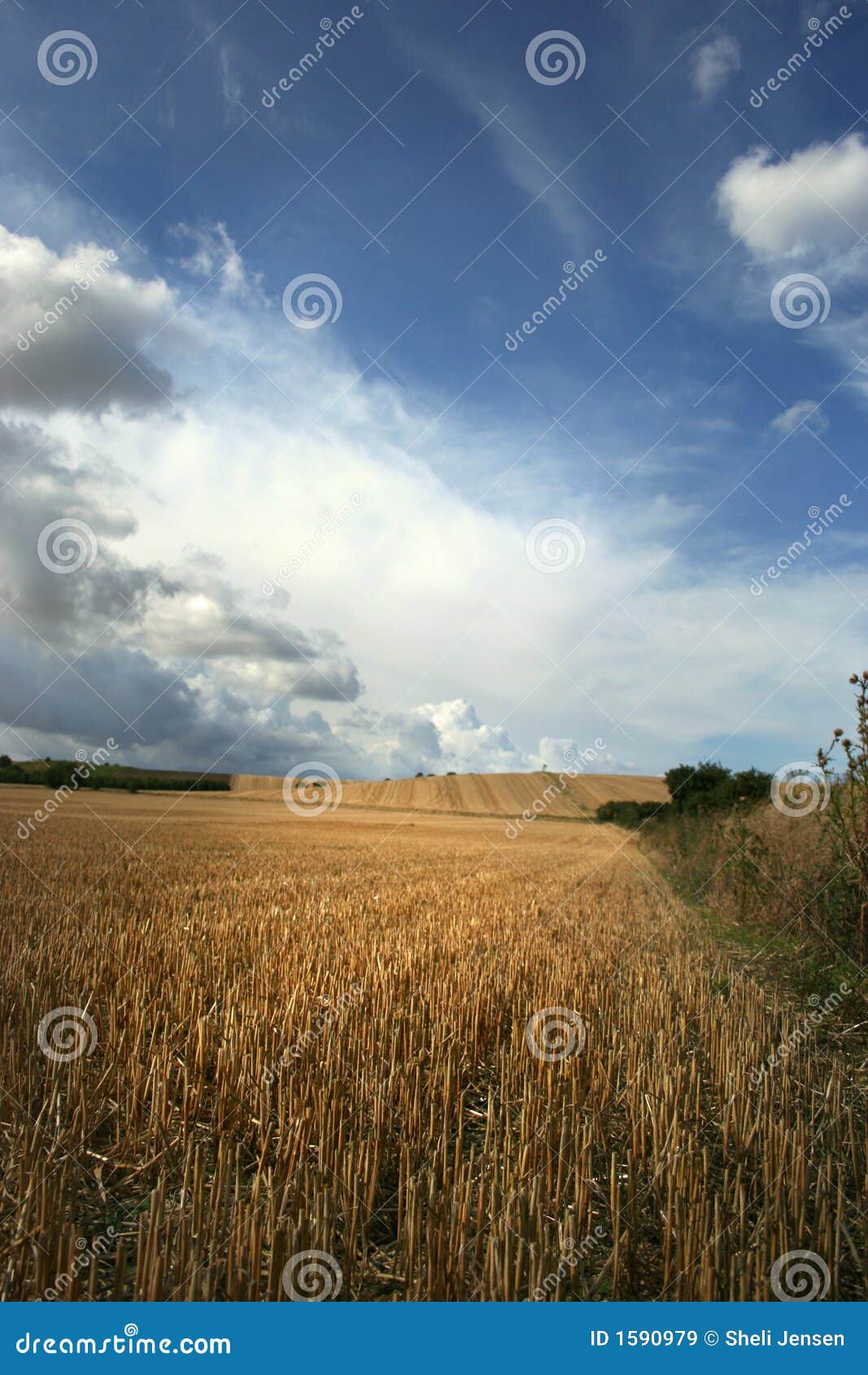 Pole obraz stock. Obraz złożonej z sceniczny, wieś, surowy - 1590979