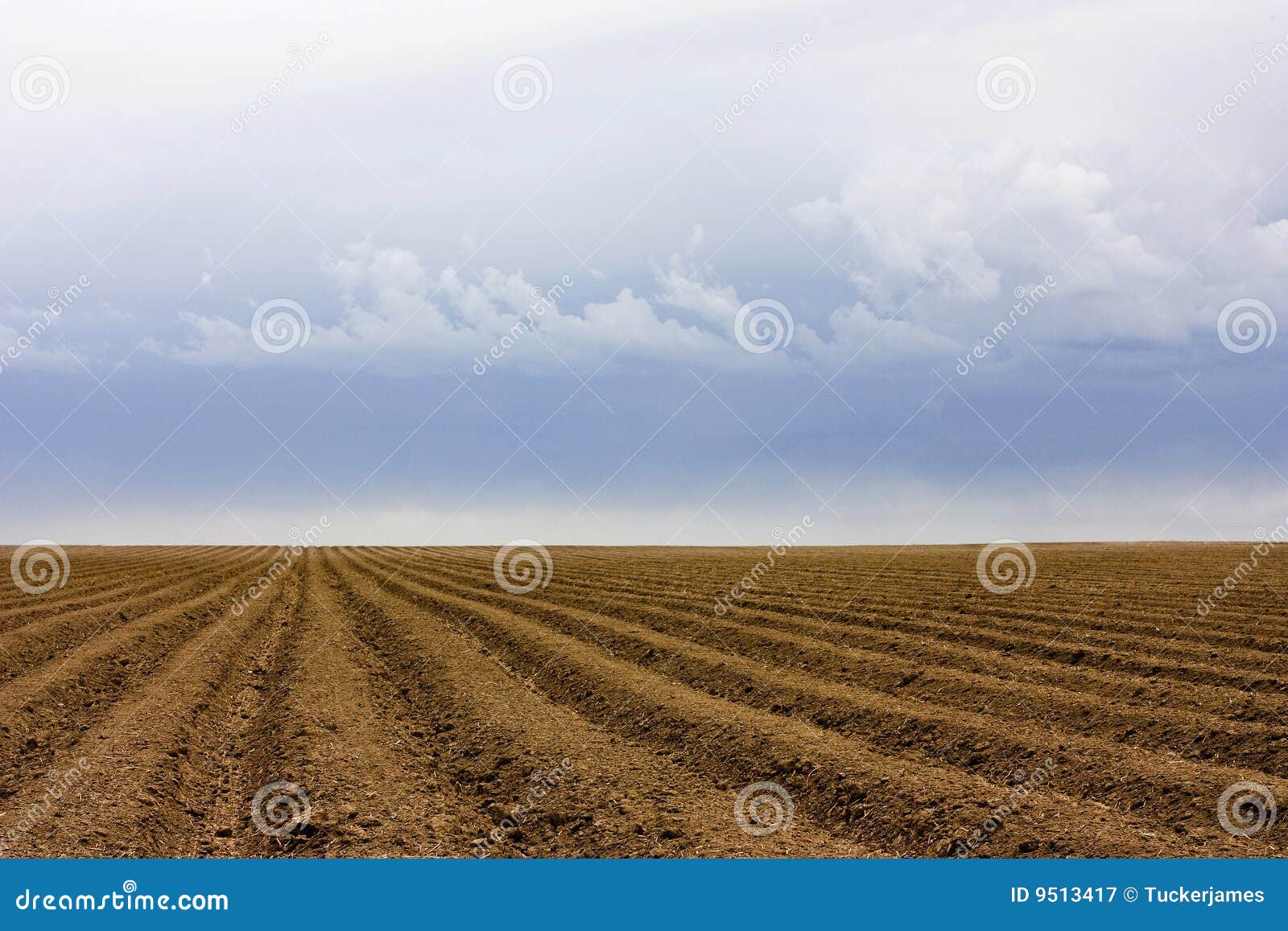 Pole obraz stock. Obraz złożonej z ranek, roślina, okupacyjny - 9513417