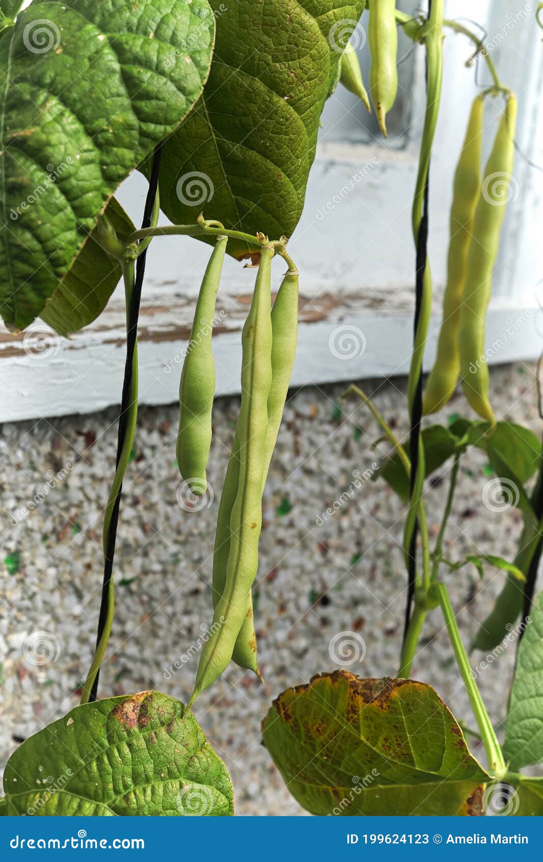 Climbing Bean Seed Pod Royalty-Free Stock Photo | CartoonDealer.com ...