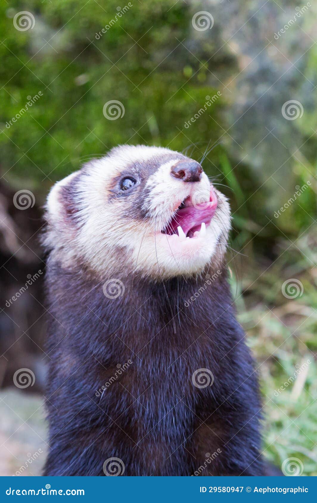 Pole Cat stock image. Image of putorius, polecat, licking - 29580947