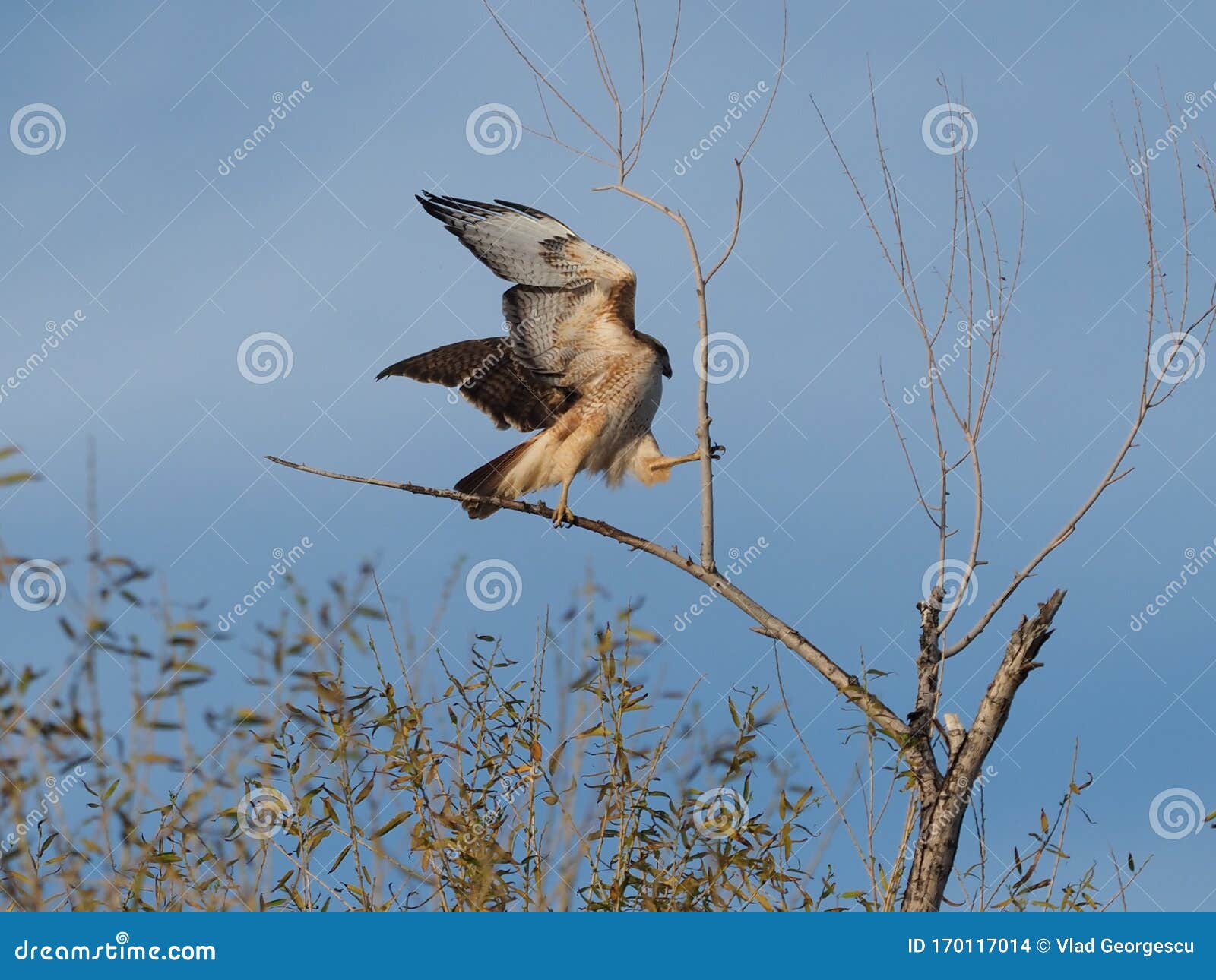 Pole Dancing stock photo. Image of tree, nature, vgphotoz - 170117014