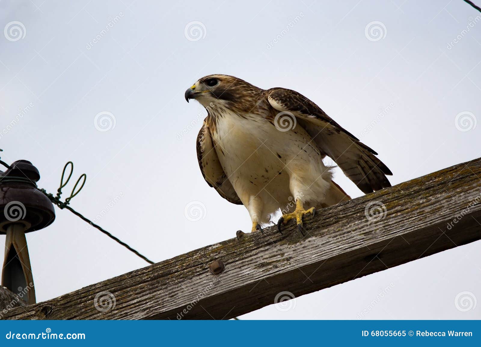 Pole Red-Tailed Hawk stock image. Image of midwest, tailed - 68055665